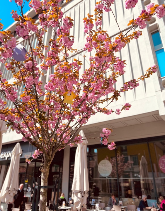 DOMOV - Kavarna Rolca